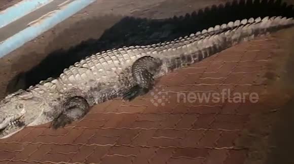 Massive crocodile goes for a night walk amid India's COVID-19 lockdown ...