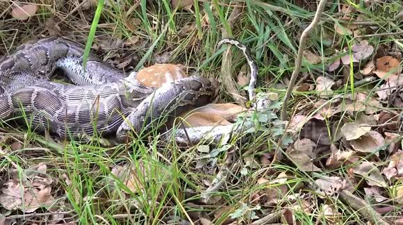 Giant Burmese python strangulates deer, swallows animal whole in ...