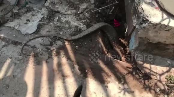 Monitor lizard rescued after getting its head stuck in drain while ...