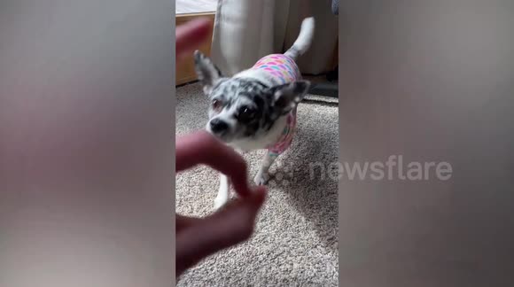 Video shows chihuahua performing the ‘snoot' challenge - putting its ...