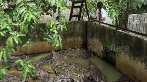 Crocodile park holding more than 1000 reptiles at risk from lack of ...