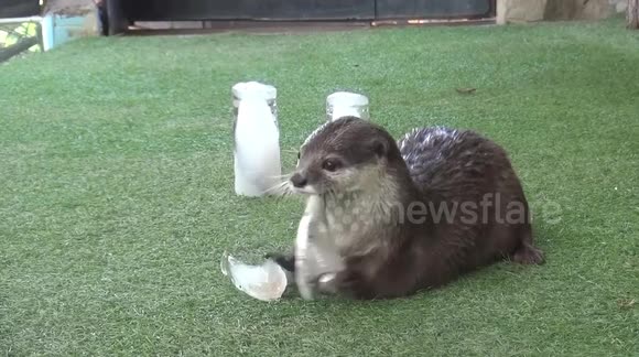 Sweltering zoo animals cool down with ice cubes while suffering thru ...