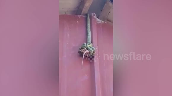 Australian tourist watches tree snake swallow a tokay gecko - Buy, Sell ...