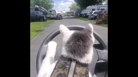 'Golf cart driven by a cat?' Cat in California goes for a joy ride ...