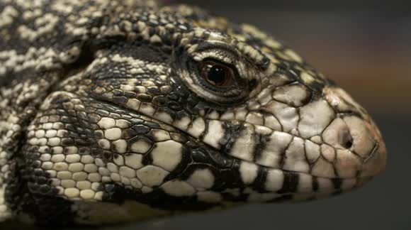 White Monitor Lizard's Eye - Buy, Sell or Upload Video Content with ...