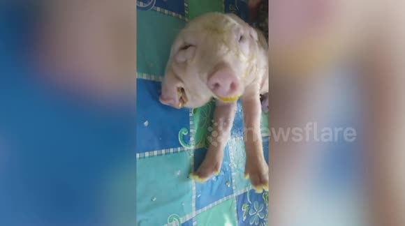 Mutant piglet with two heads and three eyes nicknamed 'Co-pig' after ...