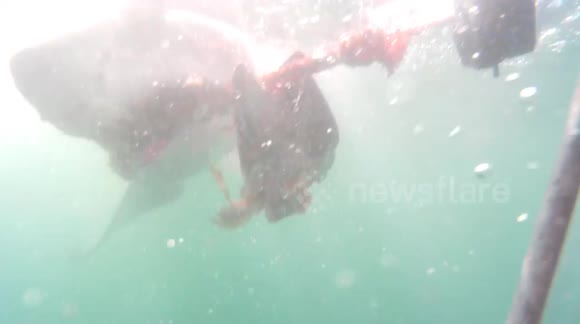 Under Water Footage Of Great White Shark Thrashing On Fish Head - Buy ...