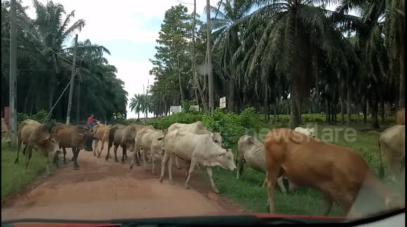 Dozens of cows take over country road in Melaka, Malaysia - Buy, Sell ...