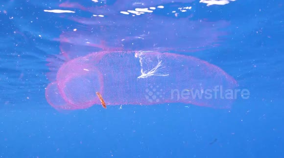 Heartbreaking footage shows rare sight of cluster of diamond squid eggs ...