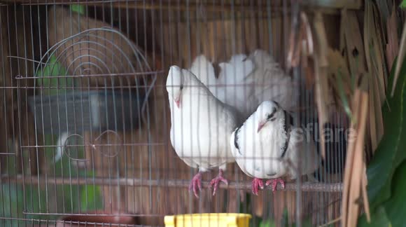 These birds have found a way to relieve the boredom of quarantine ...