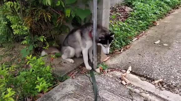 Husky rescued by Thai owner after getting head stuck in between wall ...