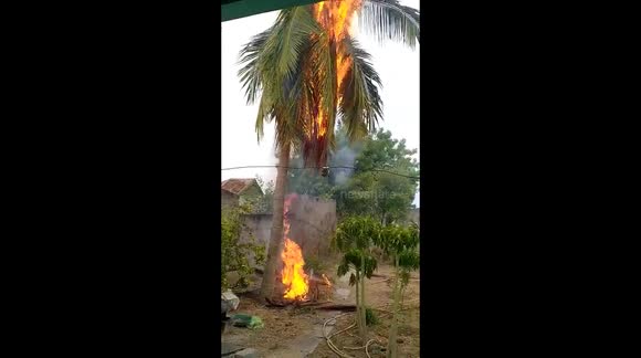 Coconut tree gutted by fire after lightning strike in southeast India ...