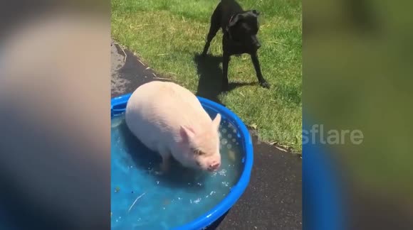 This funny footage shows a pet pig getting clean - in her paddling pool ...