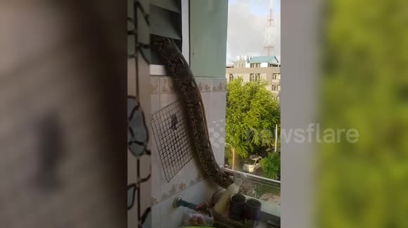 Huge python slithers out of bathroom window across balcony as shocked ...