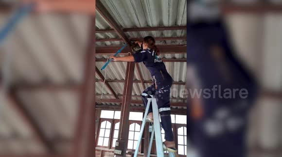 Brave woman lets python coil round her body while catching it in roof ...