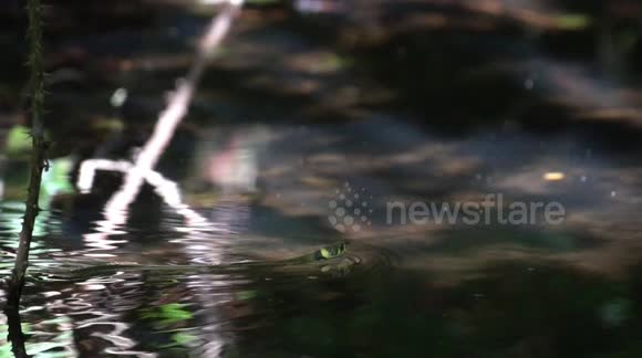 Rare Footage Of Welsh Snake Swimming - Buy, Sell or Upload Video ...