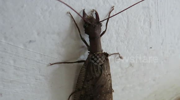 Creepy insect with giant jaws spotted crawling up wall in Brazil - Buy ...