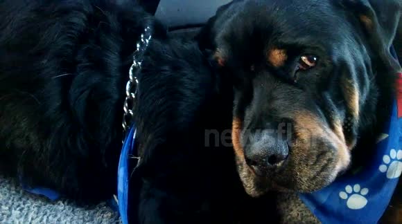 'Crying' Rottweiler grieves for dead brother - Buy, Sell or Upload ...