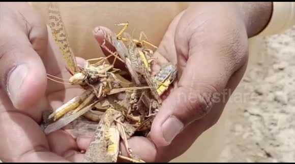 Swarms of desert locusts flood outskirts of Delhi - Buy, Sell or Upload ...