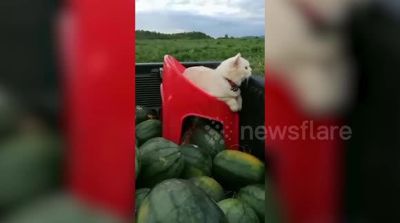Angry cat with a fierce scowl guards farmer's watermelons - Buy, Sell ...