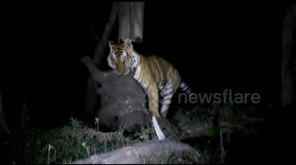 Shocking footage shows a tiger hunting an elephant in Southern India ...