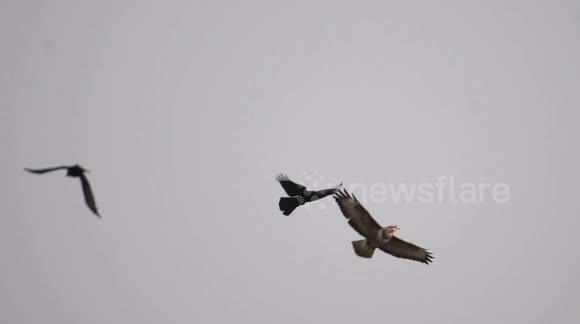 Brave Crows Face Off Against Giant Bird Of Prey - Buy, Sell or Upload ...