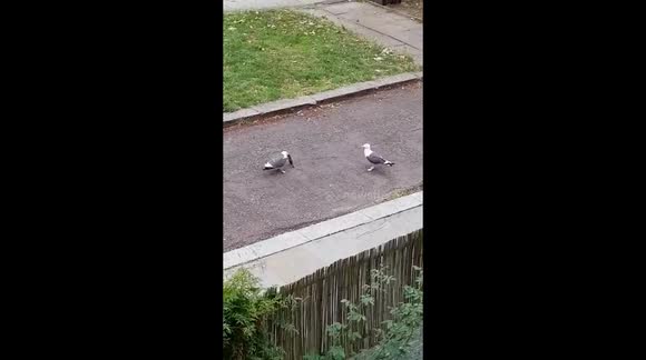 A seagull is caught on camera eating rat in one gulp - Buy, Sell or ...