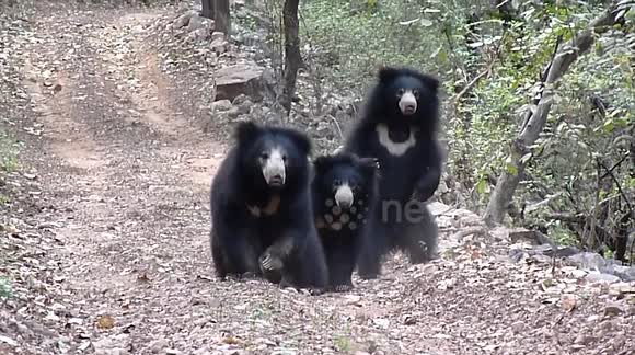 Sloth bears caught play fighting before seemingly posing for photos in ...