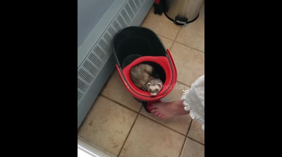 Hilarious video shows ferret spinning around in bucket - Buy, Sell or ...