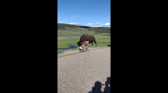 Tourists shocked as massive bison approaches them in Yellowstone ...