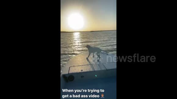 Pooping In The Sunset - Buy, Sell or Upload Video Content with Newsflare