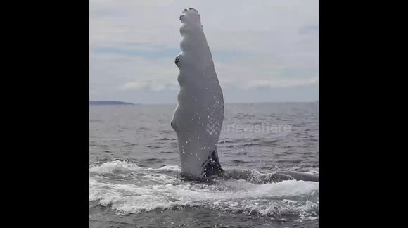 Humpback whale slaps fin with walloping way in Canadian waters - Buy ...