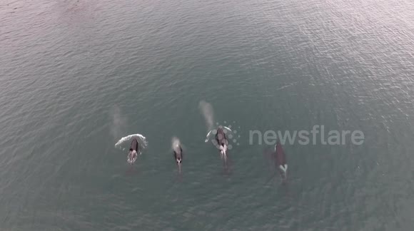 Drone footage follows orcas as they migrate off Canada's west coast ...