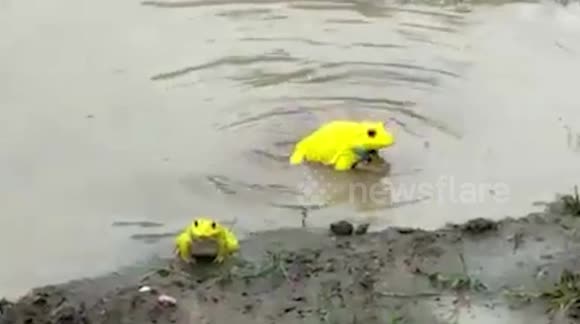 Locals amazed when bright-yellow frogs appear on Indian wetland - Buy ...