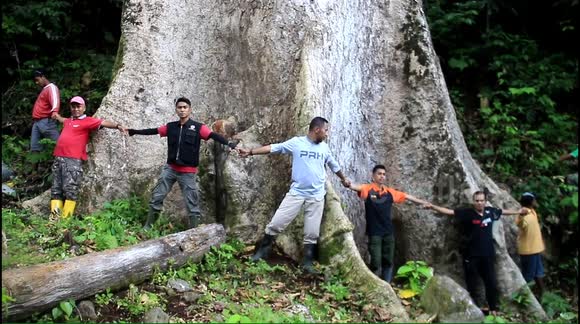 This is how one of the giant trees in the world is in Indonesia, has ...