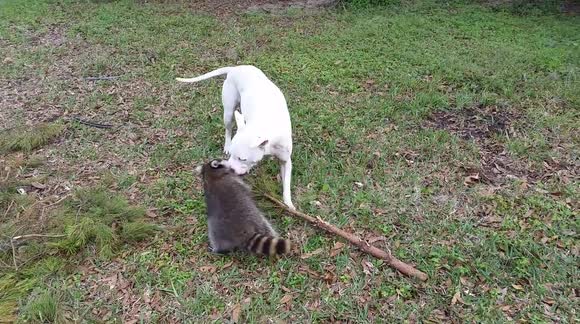 Dog and raccoon are best friends - Buy, Sell or Upload Video Content ...