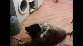 Newsflare - Cat massages its friend's back but gets slapped for its trouble