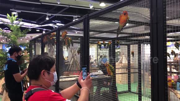 Shoppers interact with animals at exotic pet show in Bangkok - Buy ...