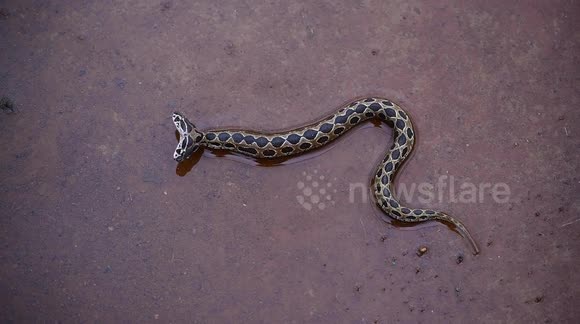 Two-headed Russell's viper discovered in India - Buy, Sell or Upload ...