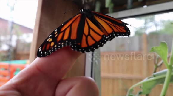 Monarch Butterfly that was Injured in a brutal attack from a predator ...