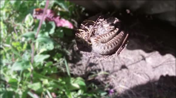 UK snake enthusiast bursts out screaming after finding rare venomous ...