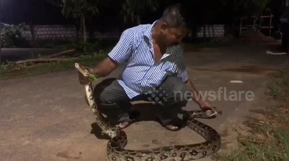 Nine-foot-python rescued from school in south-east India - Buy, Sell or ...