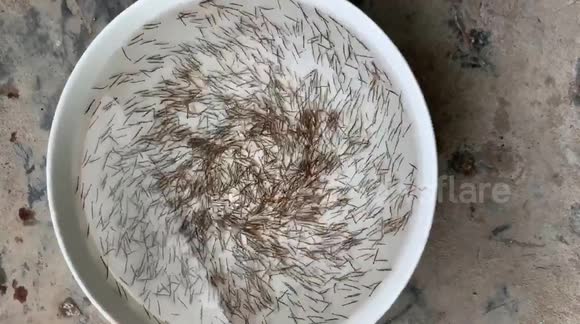 This baby shrimp swarm is oddly mesmerising - Buy, Sell or Upload Video ...