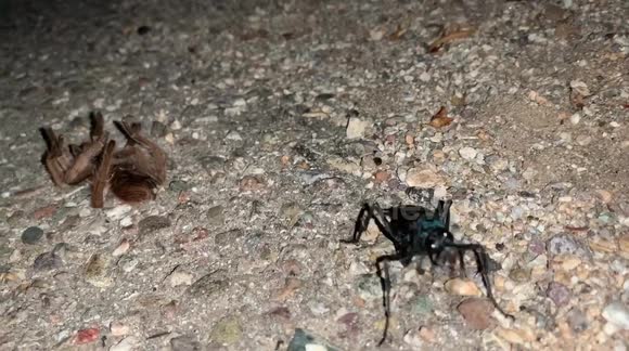 Tarantula hawk comes out on top in brutal showdown with huge spider ...