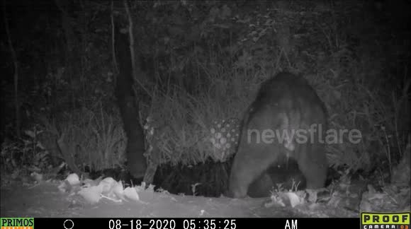 Male Bear displaying testicles - Buy, Sell or Upload Video Content with ...