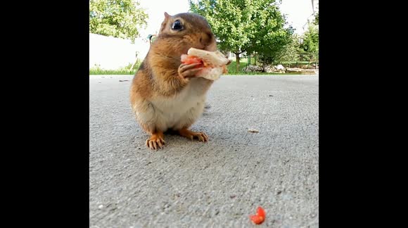 This chipmunk eating a miniature sandwich will make you forget about ...