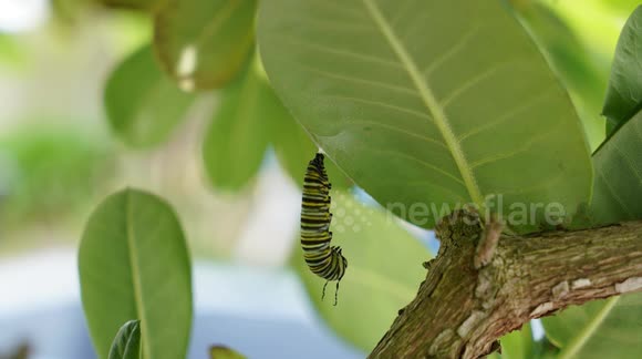 Monarch caterpillar pupating - Buy, Sell or Upload Video Content with ...