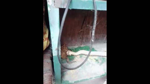 Toad puffs itself up to defeat snake in bizarre duel in eastern India ...