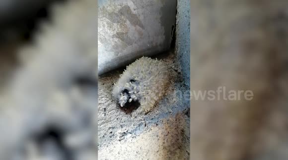 Bizarre creature found covered in wriggling maggots hatching from its ...