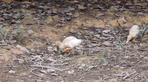 Hungry ducklings seen eating plastic trash after mistaking it for food ...